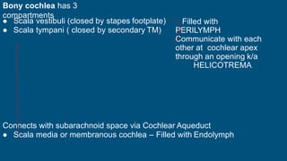 Anatomy of inner ear.pptx