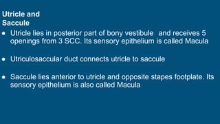 Anatomy of inner ear.pptx