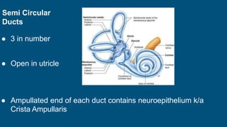 Anatomy of inner ear.pptx