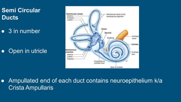 Anatomy of inner ear.pptx