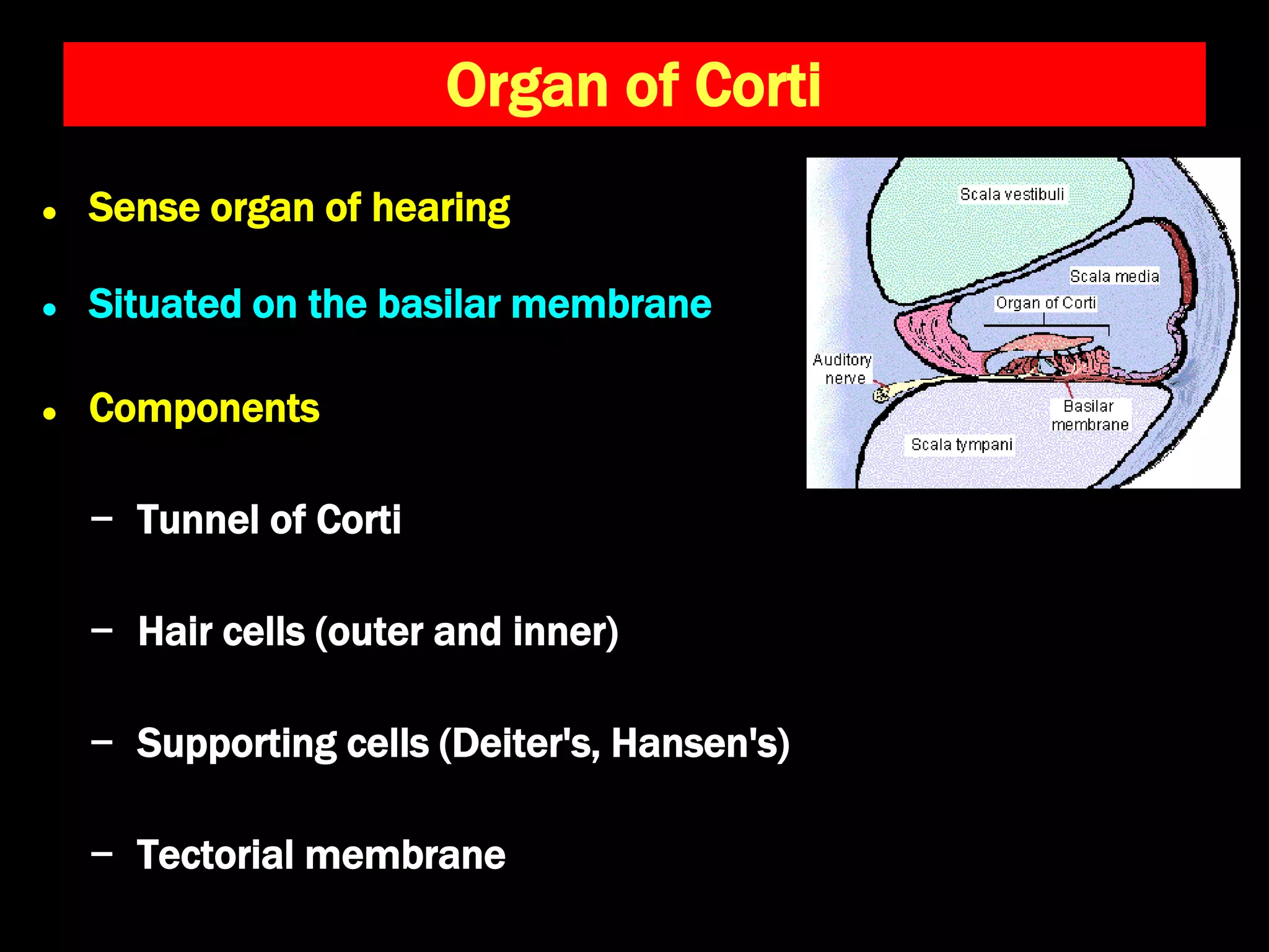 Anatomy of inner ear.ppt