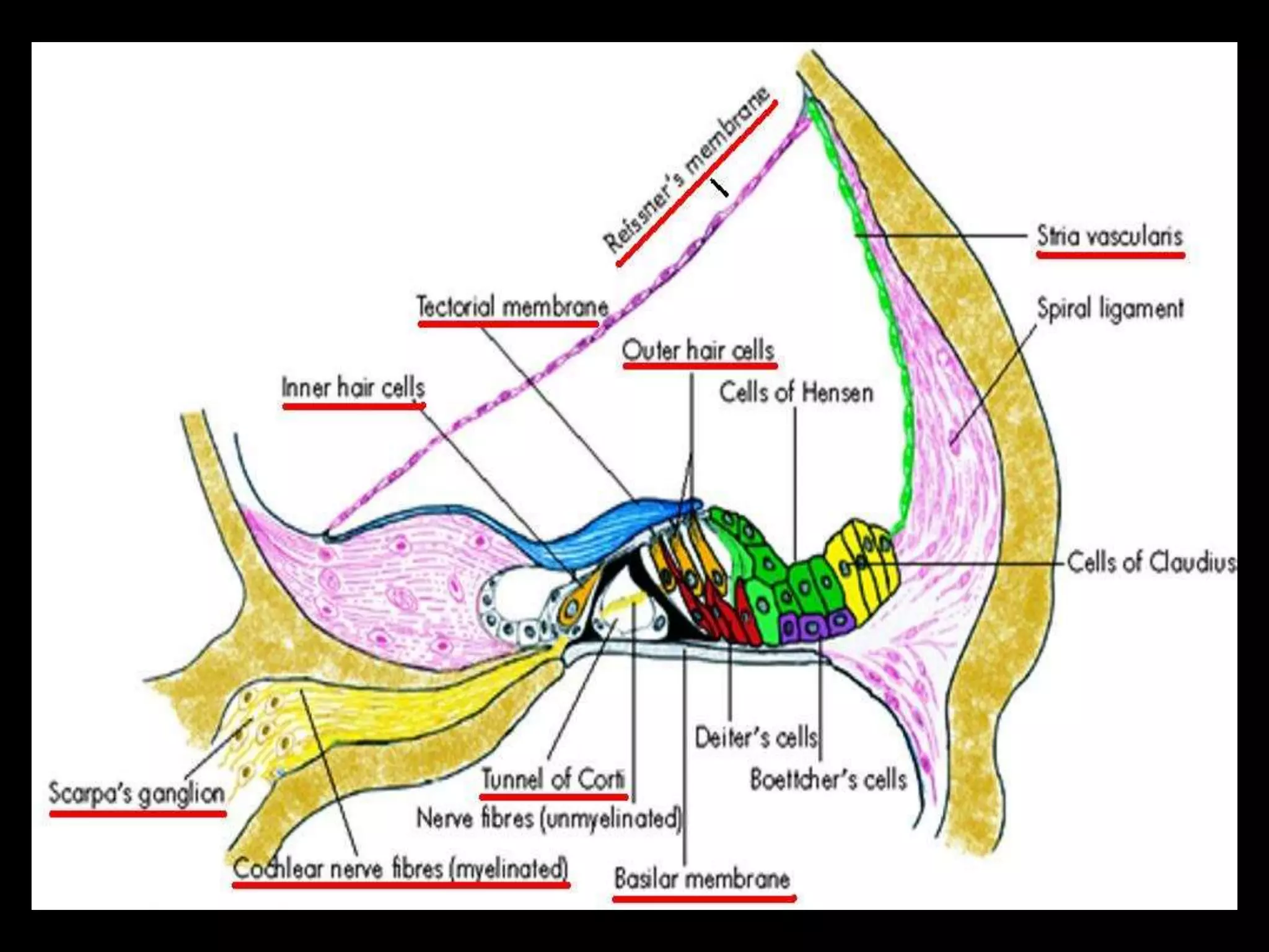 Anatomy of inner ear.ppt