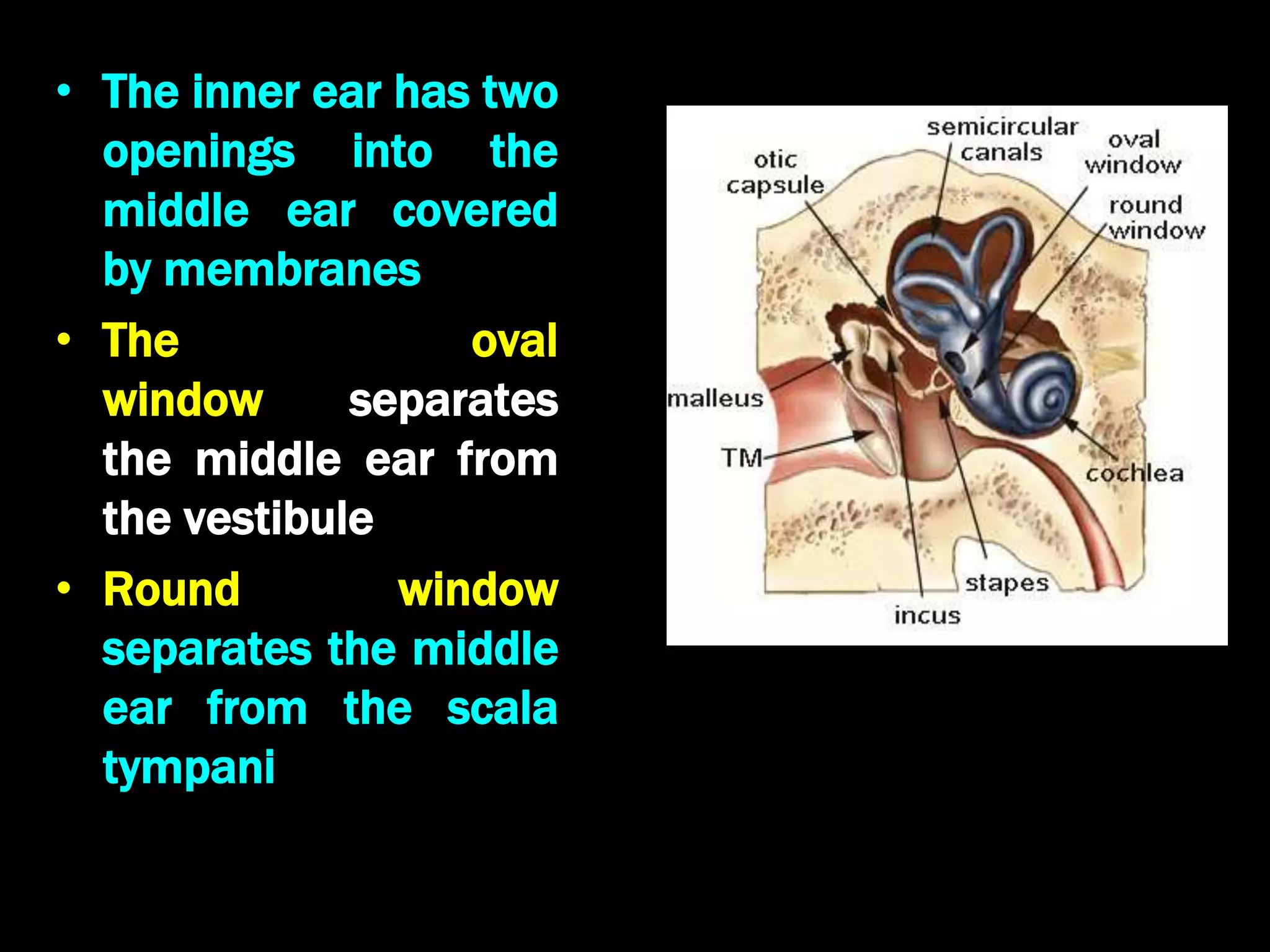 Anatomy of inner ear.ppt