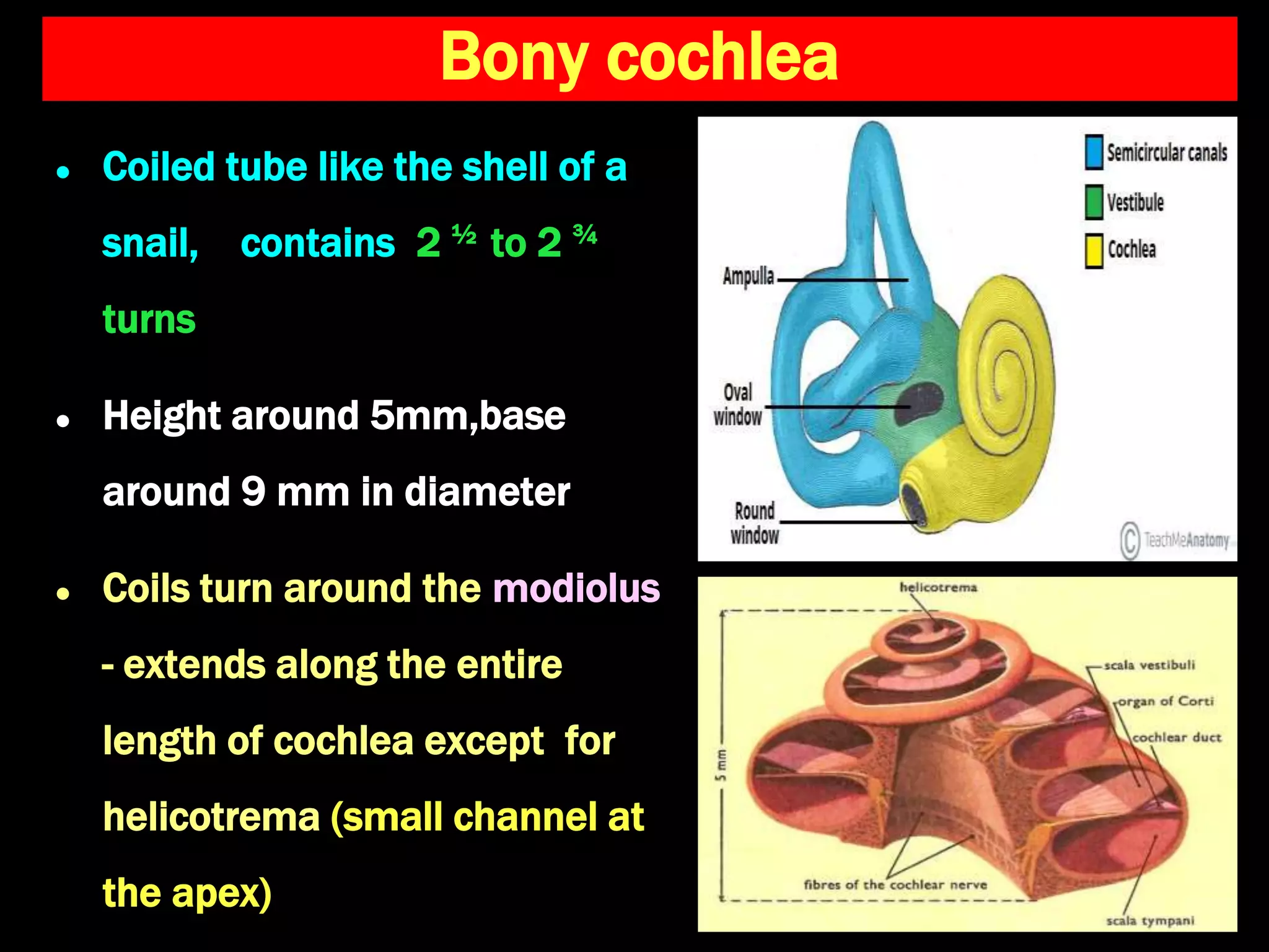 Anatomy of inner ear.ppt