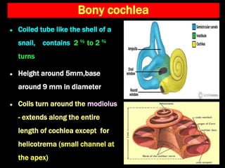 Anatomy of inner ear.ppt