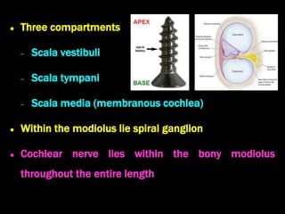 Anatomy of inner ear.ppt