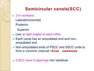 anatomy of inner ear.pptx