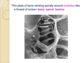 anatomy of inner ear.pptx