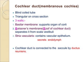 anatomy of inner ear.pptx