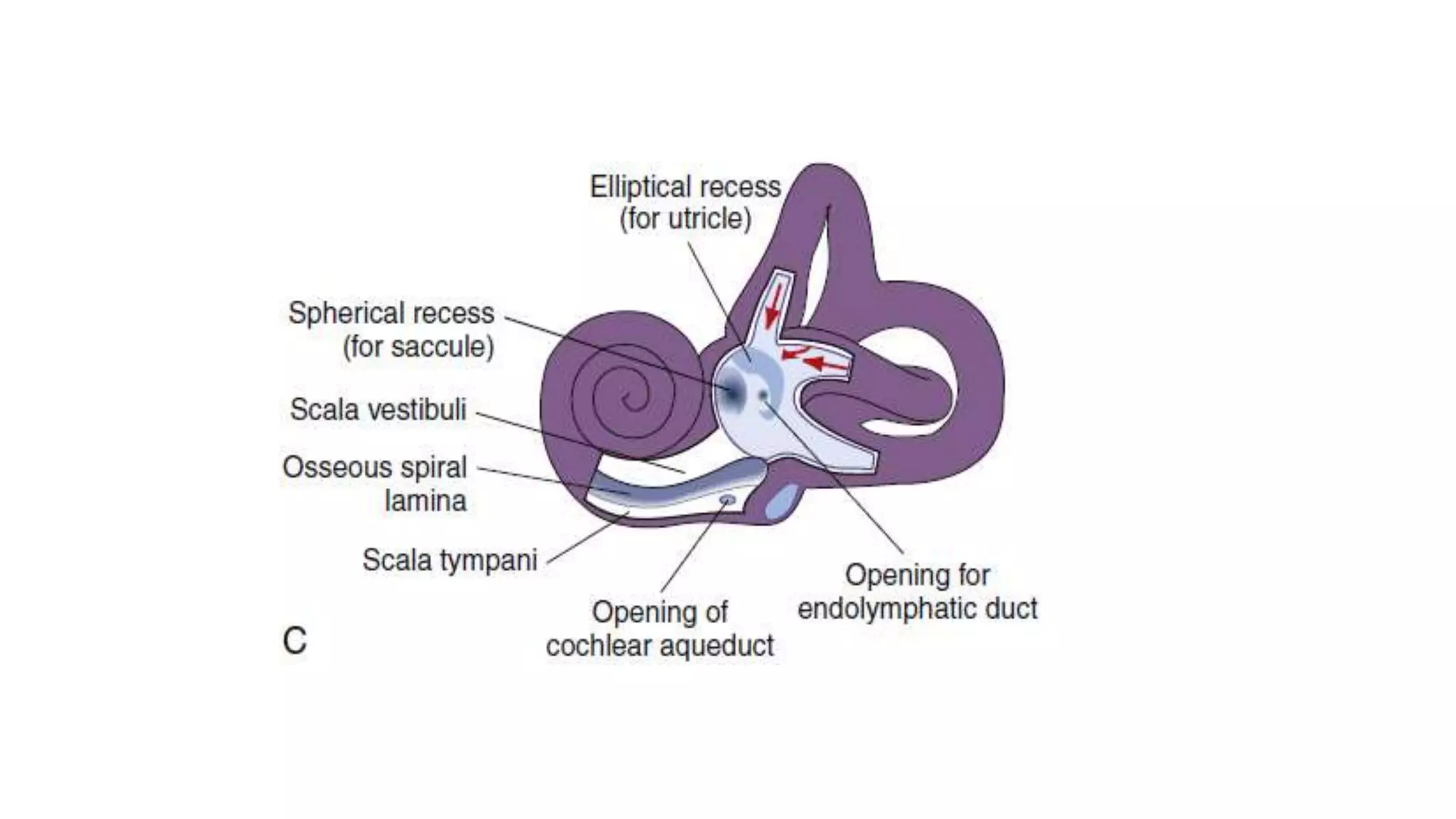 Anatomy Of Inner Ear.pptx