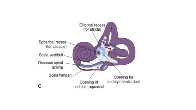 Anatomy Of Inner Ear.pptx