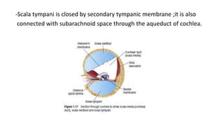 Anatomy Of Inner Ear.pptx