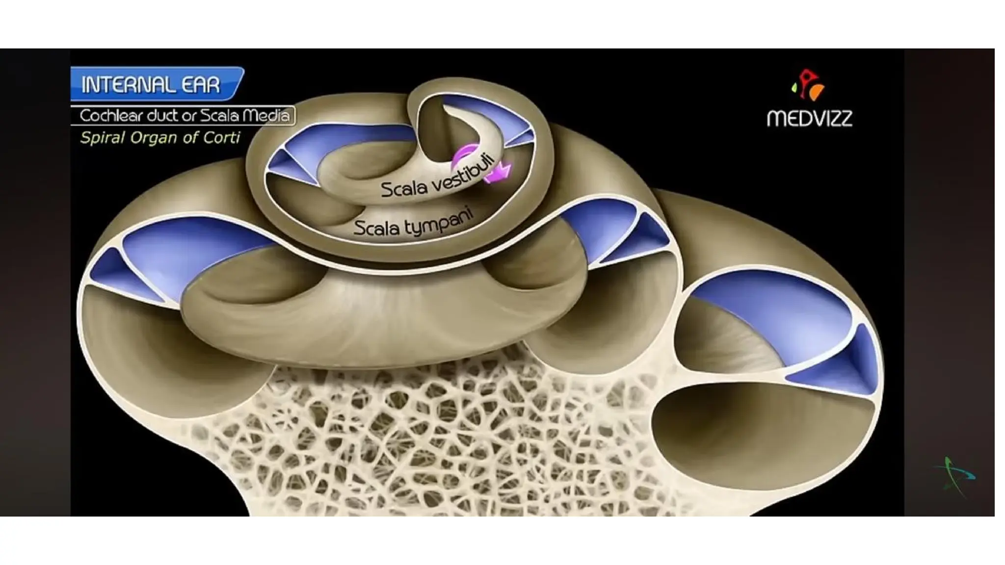 anatomy of inner ear. Development of inner ear, diagram | PPTX