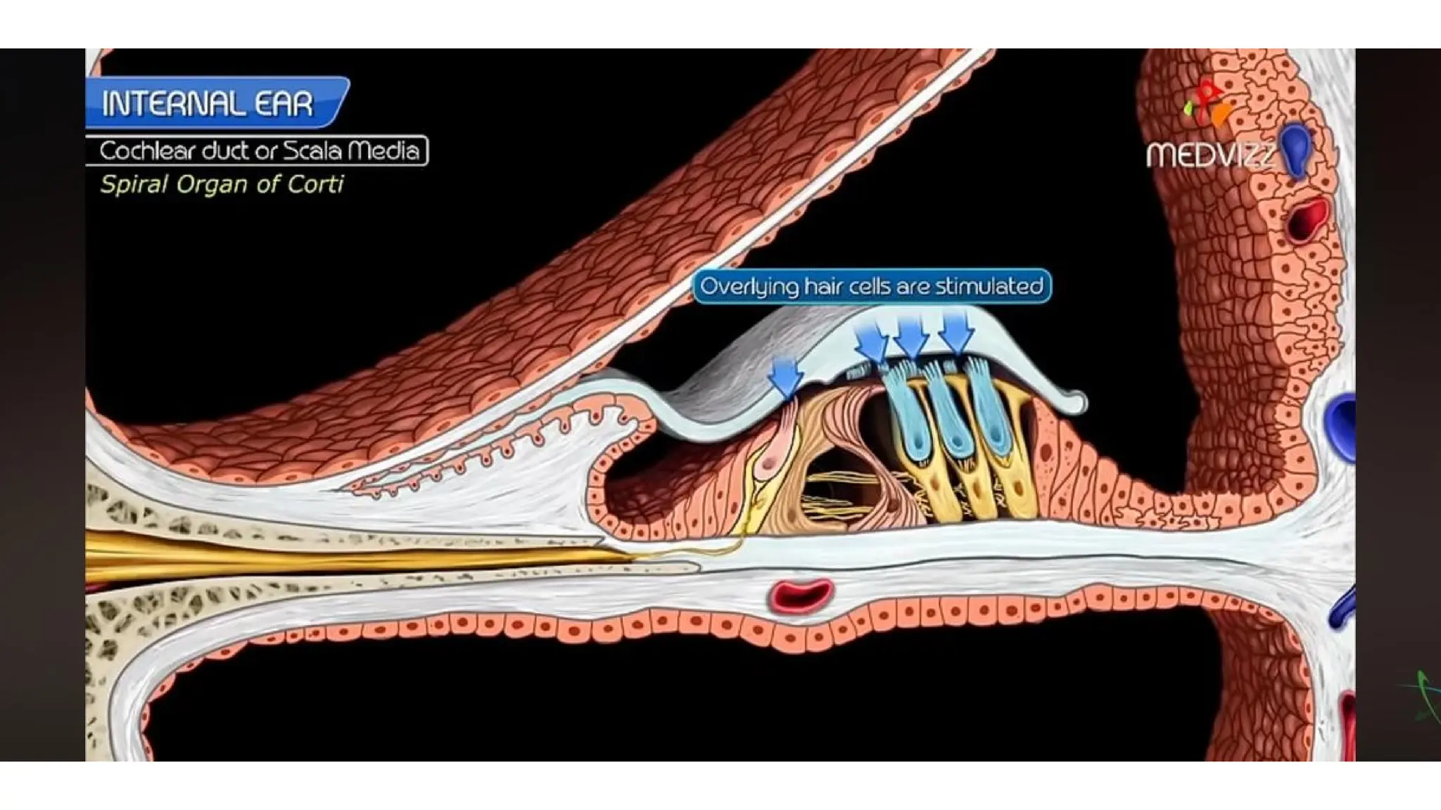 anatomy of inner ear. Development of inner ear, diagram | PPTX