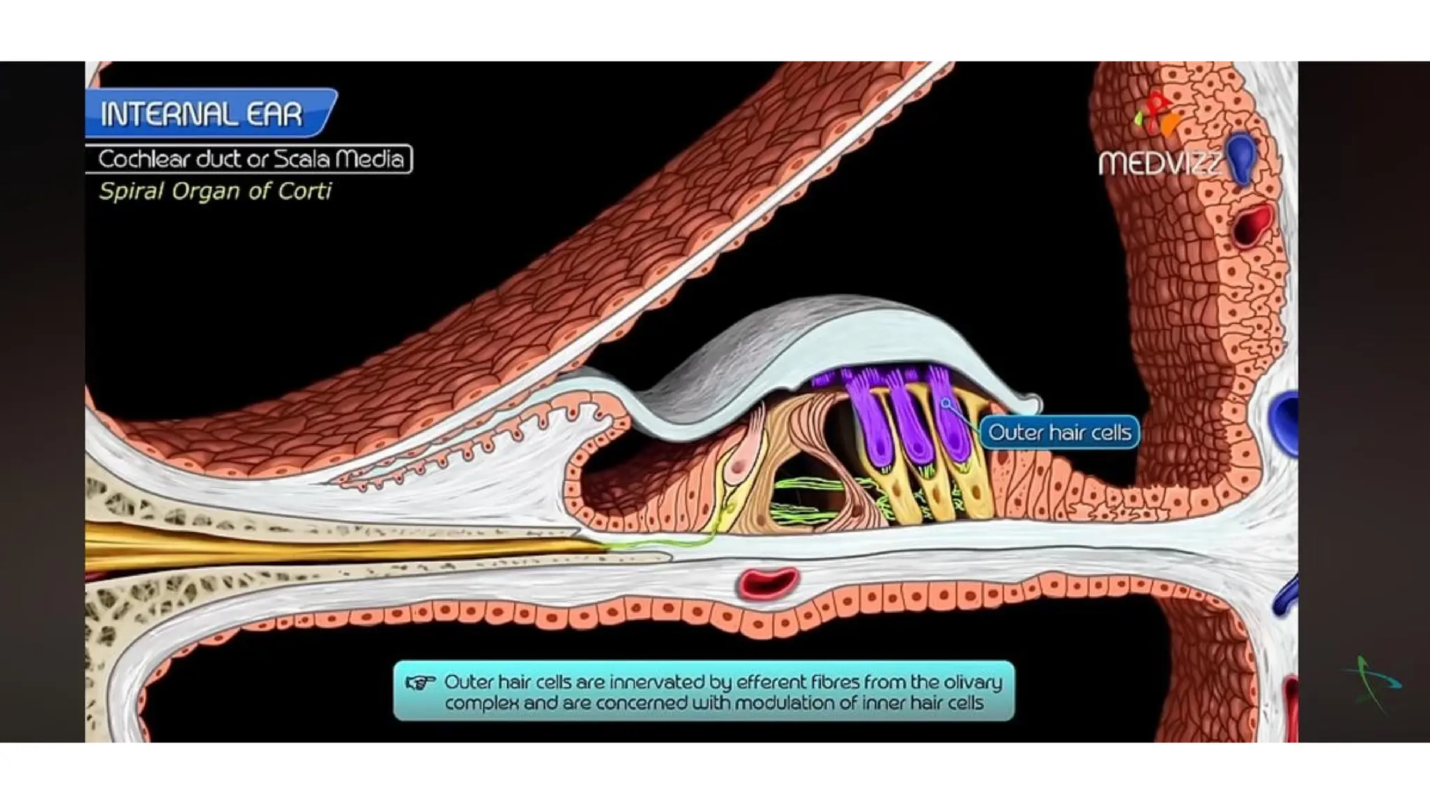 anatomy of inner ear. Development of inner ear, diagram | PPTX