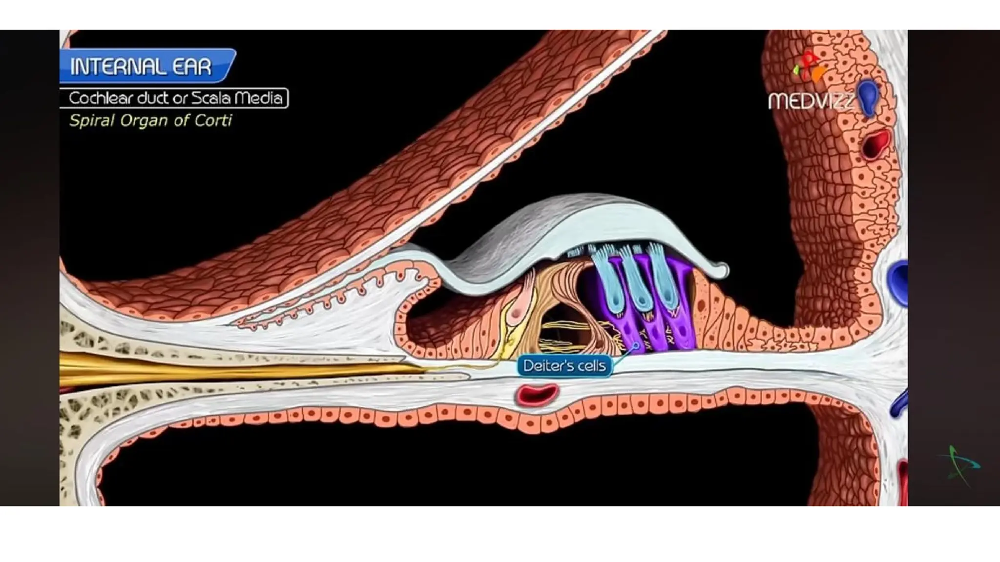 anatomy of inner ear. Development of inner ear, diagram | PPTX