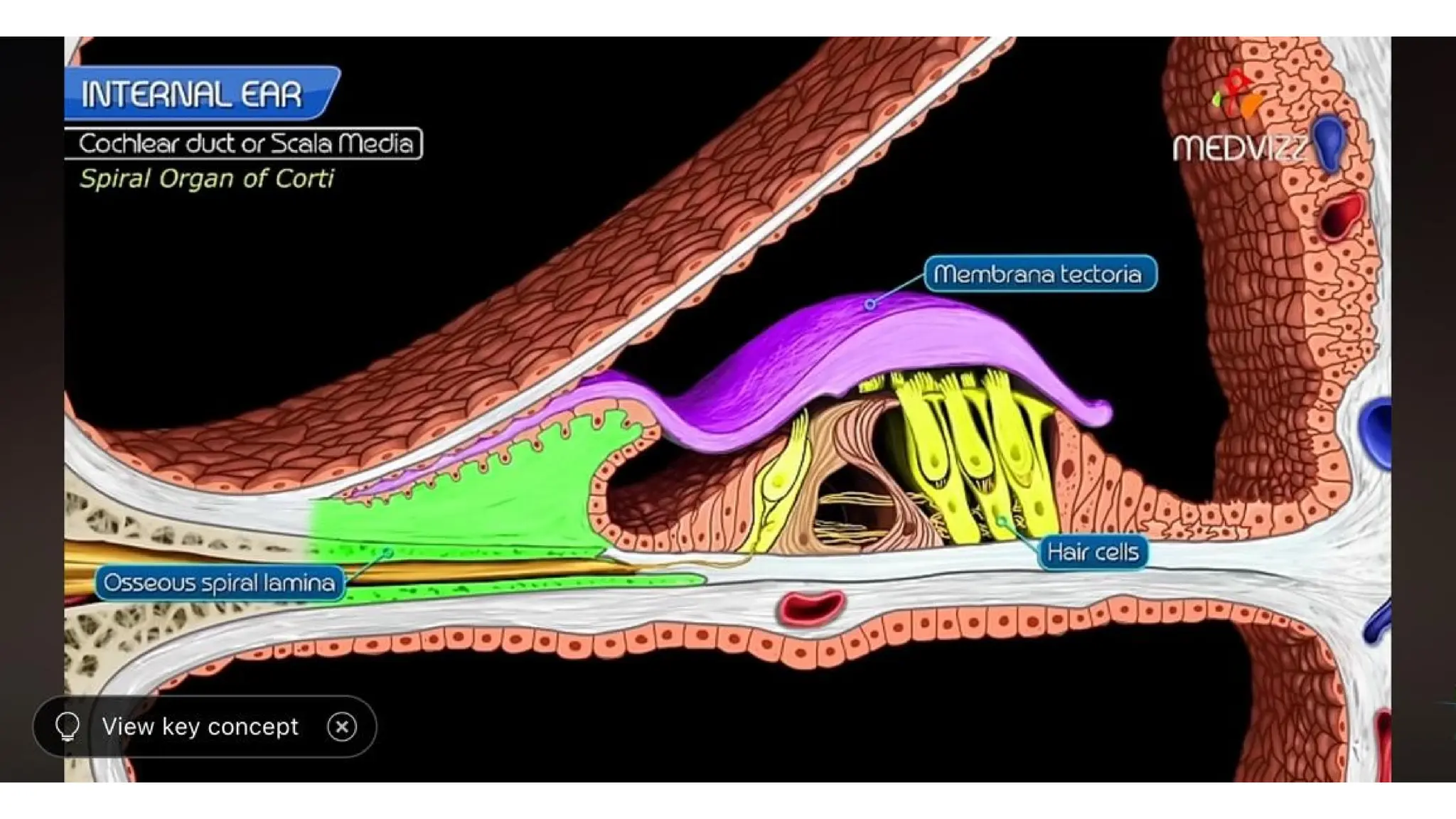 anatomy of inner ear. Development of inner ear, diagram | PPTX