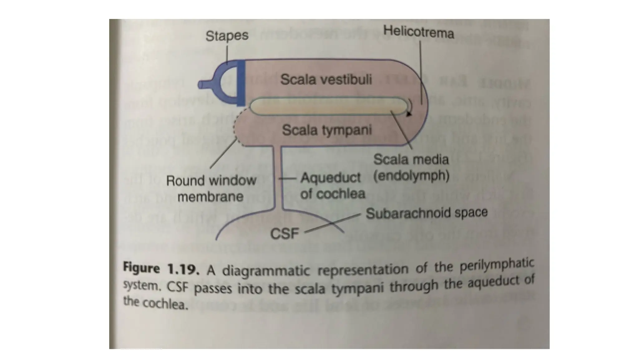 anatomy of inner ear. Development of inner ear, diagram | PPTX