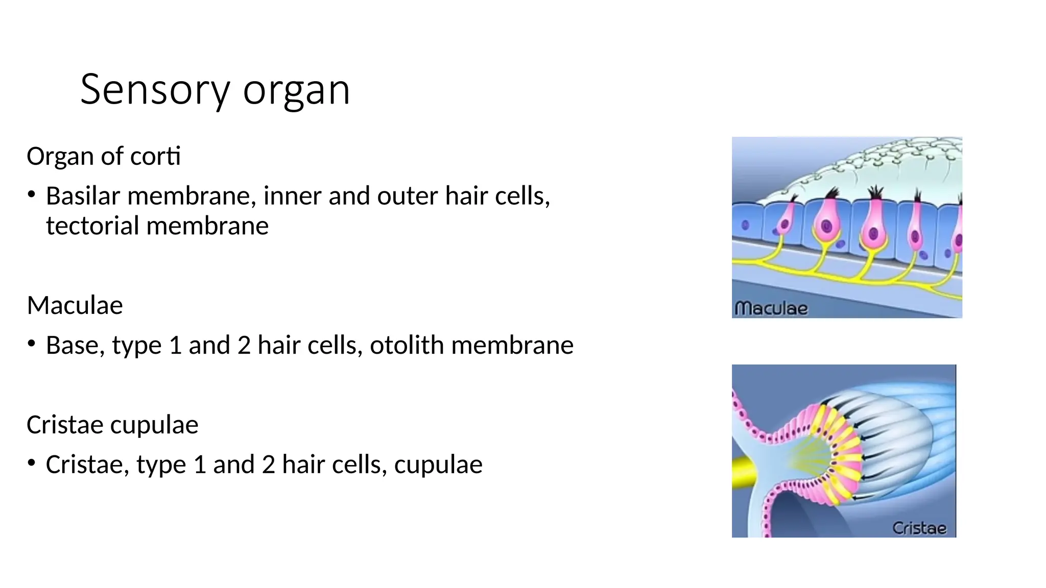anatomy of inner ear. Development of inner ear, diagram | PPTX