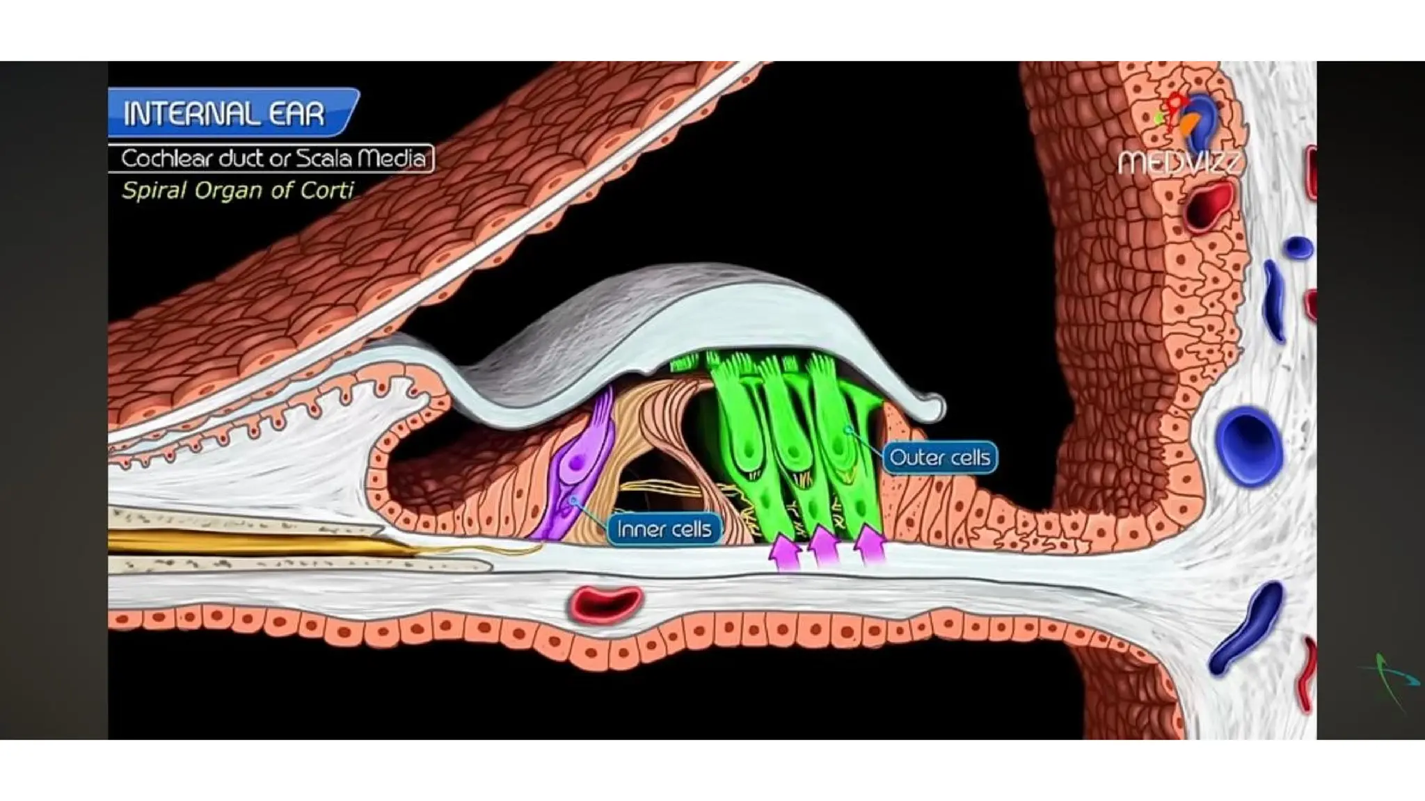 anatomy of inner ear. Development of inner ear, diagram | PPTX