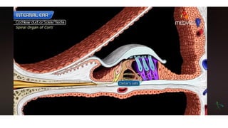 anatomy of inner ear. Development of inner ear, diagram | PPTX