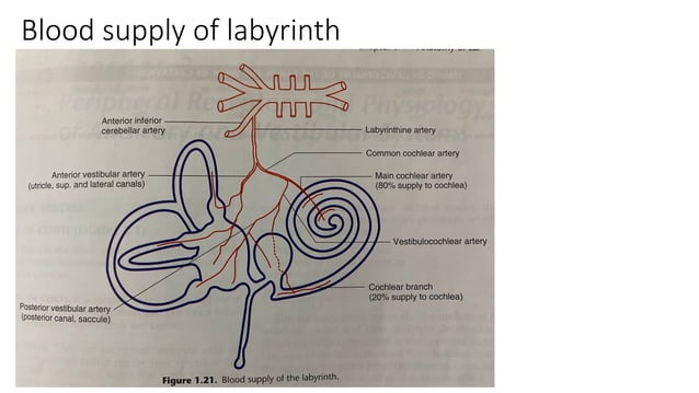 anatomy of inner ear. Development of inner ear, diagram | PPTX
