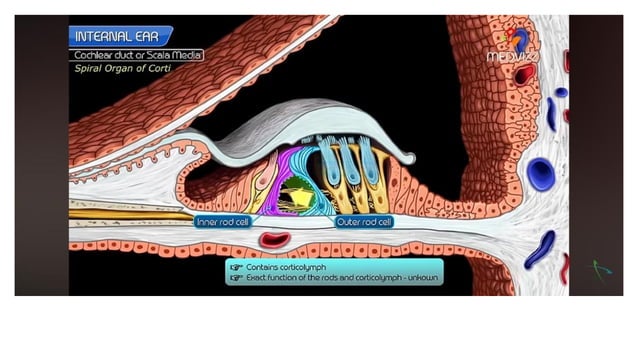 anatomy of inner ear. Development of inner ear, diagram | PPTX