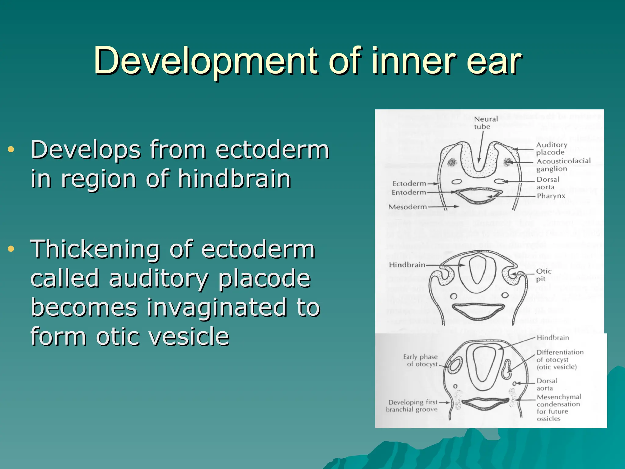 Anatomy Of Inner Ear.Anatomy Of Inner Earppt | PPT