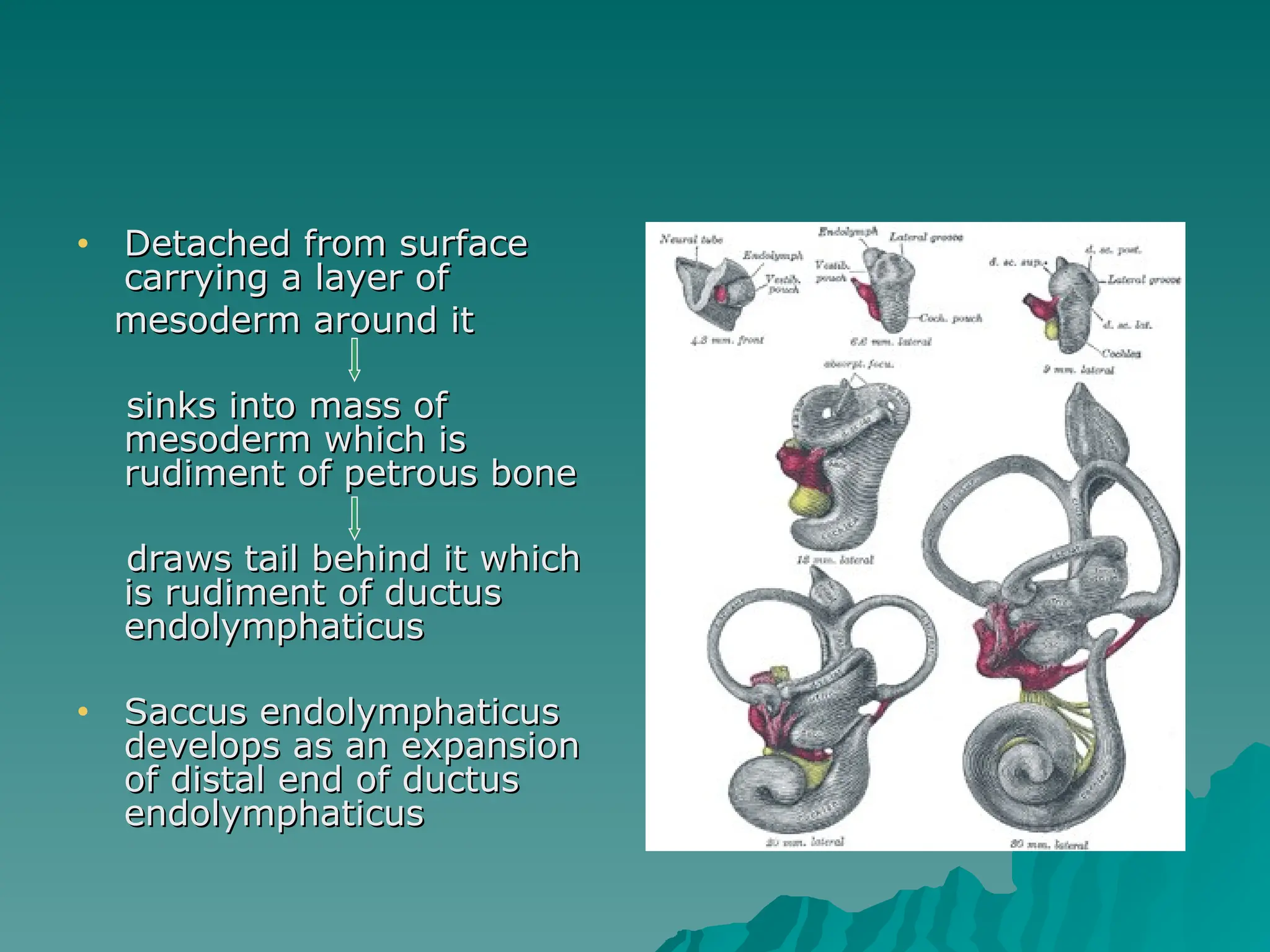 Anatomy Of Inner Ear.Anatomy Of Inner Earppt | PPT