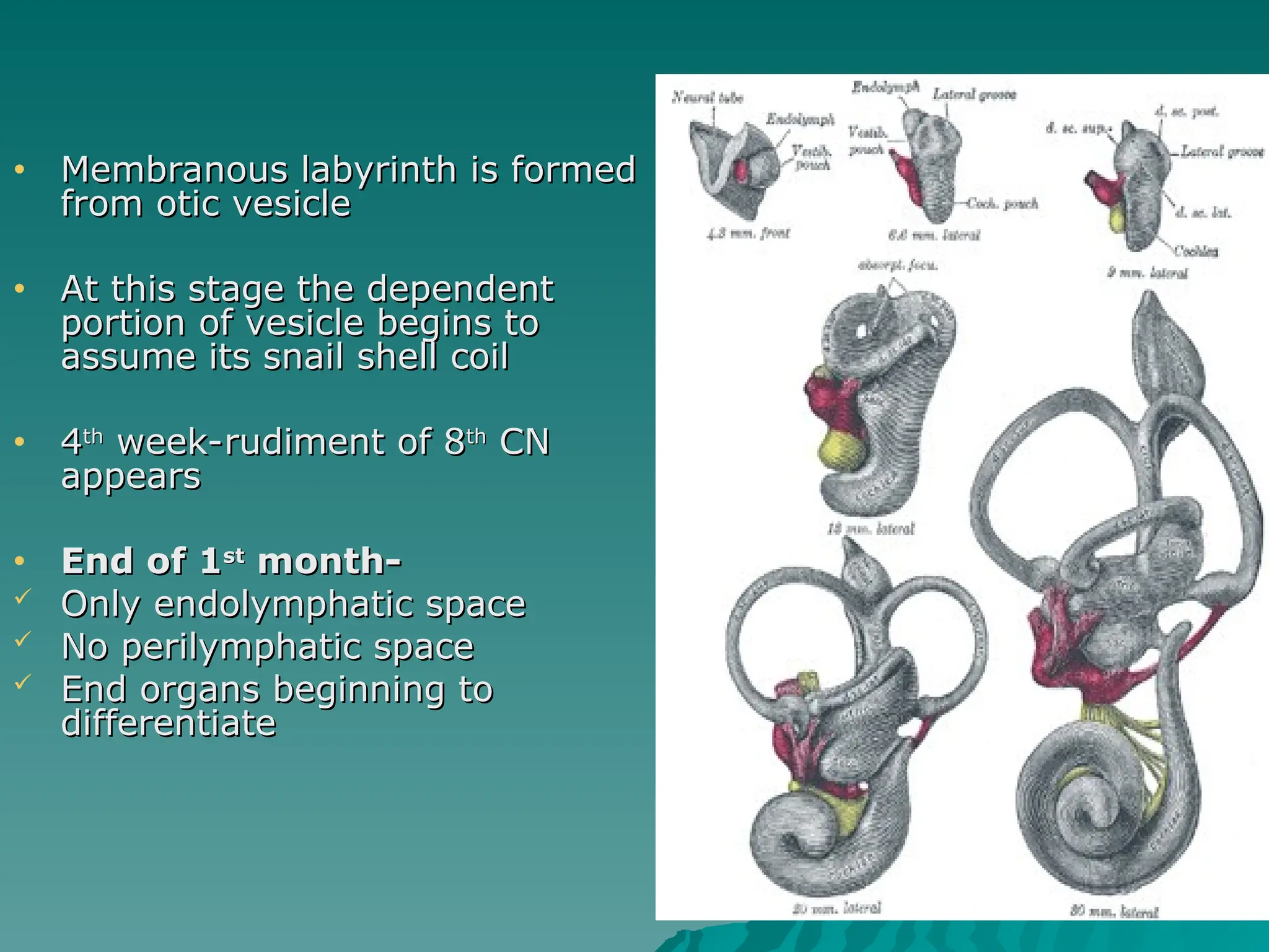 Anatomy Of Inner Ear.Anatomy Of Inner Earppt | PPT