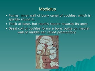 Anatomy Of Inner Ear.Anatomy Of Inner Earppt | PPT