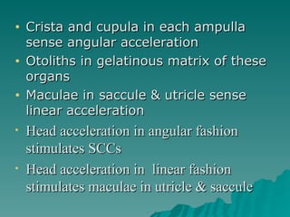 Anatomy Of Inner Ear.Anatomy Of Inner Earppt | PPT