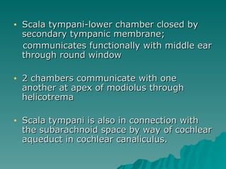 Anatomy Of Inner Ear.Anatomy Of Inner Earppt | PPT