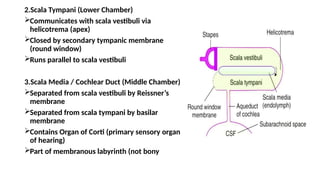 ANATOMY OF INNER EAR,by dr rudra yadav ,pg in ent and hns department.pptx