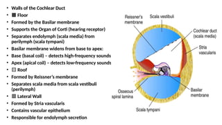 ANATOMY OF INNER EAR,by dr rudra yadav ,pg in ent and hns department.pptx