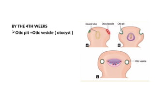 ANATOMY OF INNER EAR,by dr rudra yadav ,pg in ent and hns department.pptx