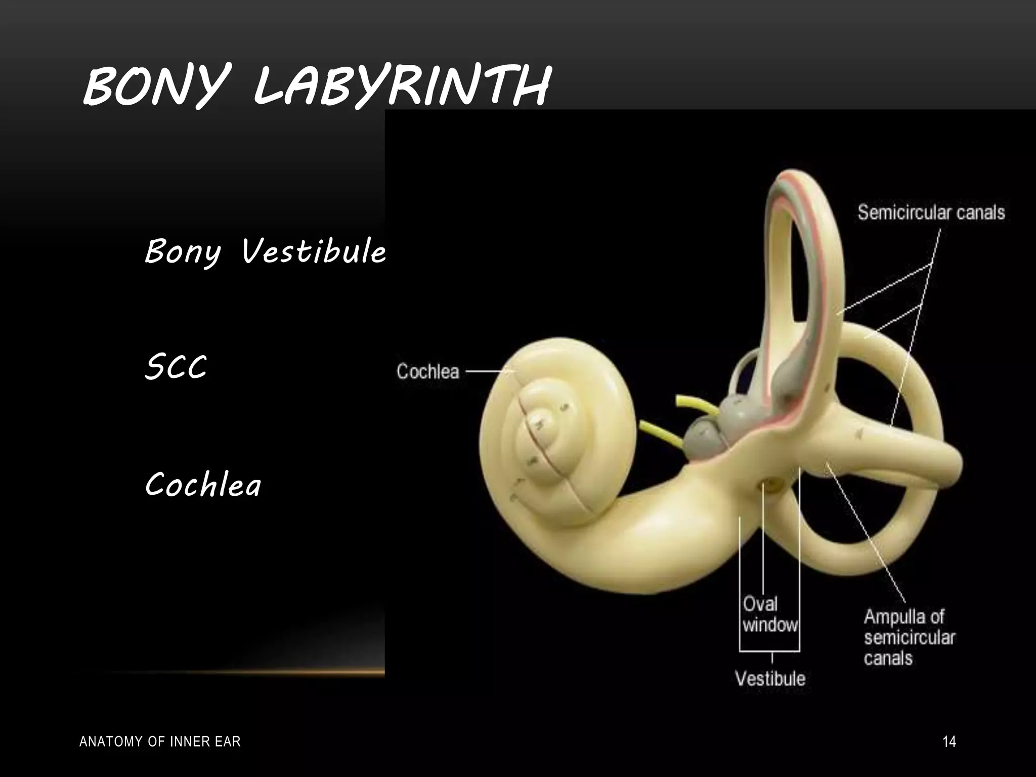 Anatomy of Inner Ear -Dr. Ashly Alexander | PPTX