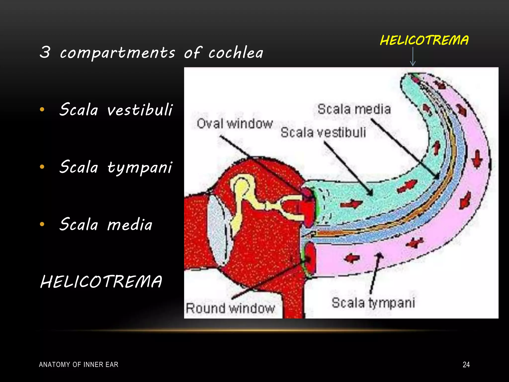 Anatomy of Inner Ear -Dr. Ashly Alexander | PPTX