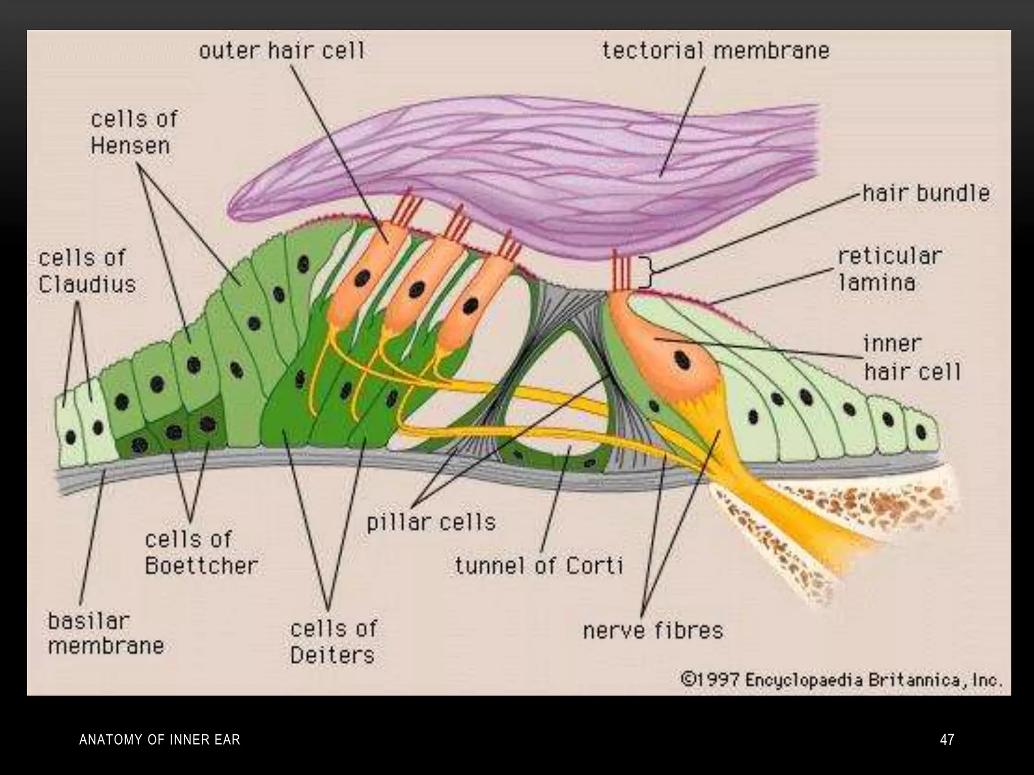 Anatomy of Inner Ear -Dr. Ashly Alexander | PPTX