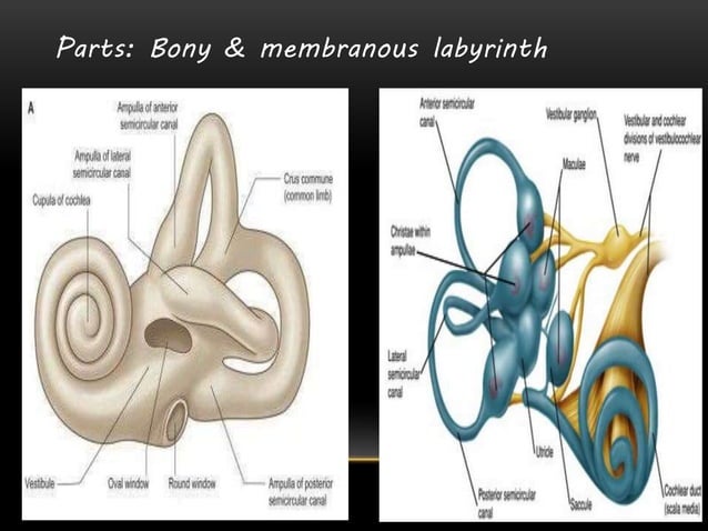 Anatomy of Inner Ear -Dr. Ashly Alexander | PPTX | Ear, Nose and Throat ...