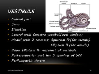 Anatomy of Inner Ear -Dr. Ashly Alexander | PPTX