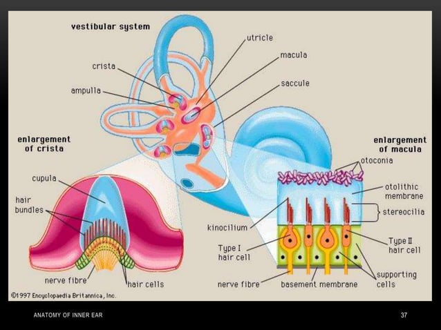 Anatomy of Inner Ear -Dr. Ashly Alexander | PPTX | Ear, Nose and Throat ...