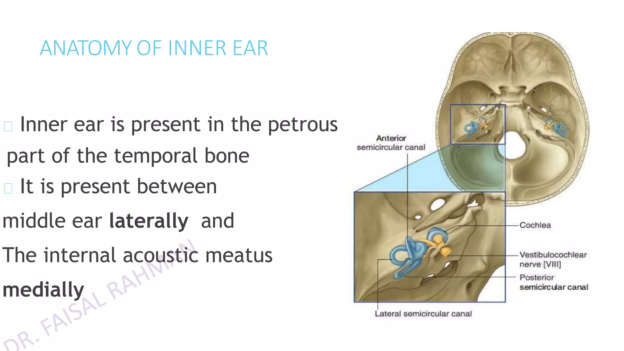 Anatomy of inner ear dr. faisal rahman | PPTX