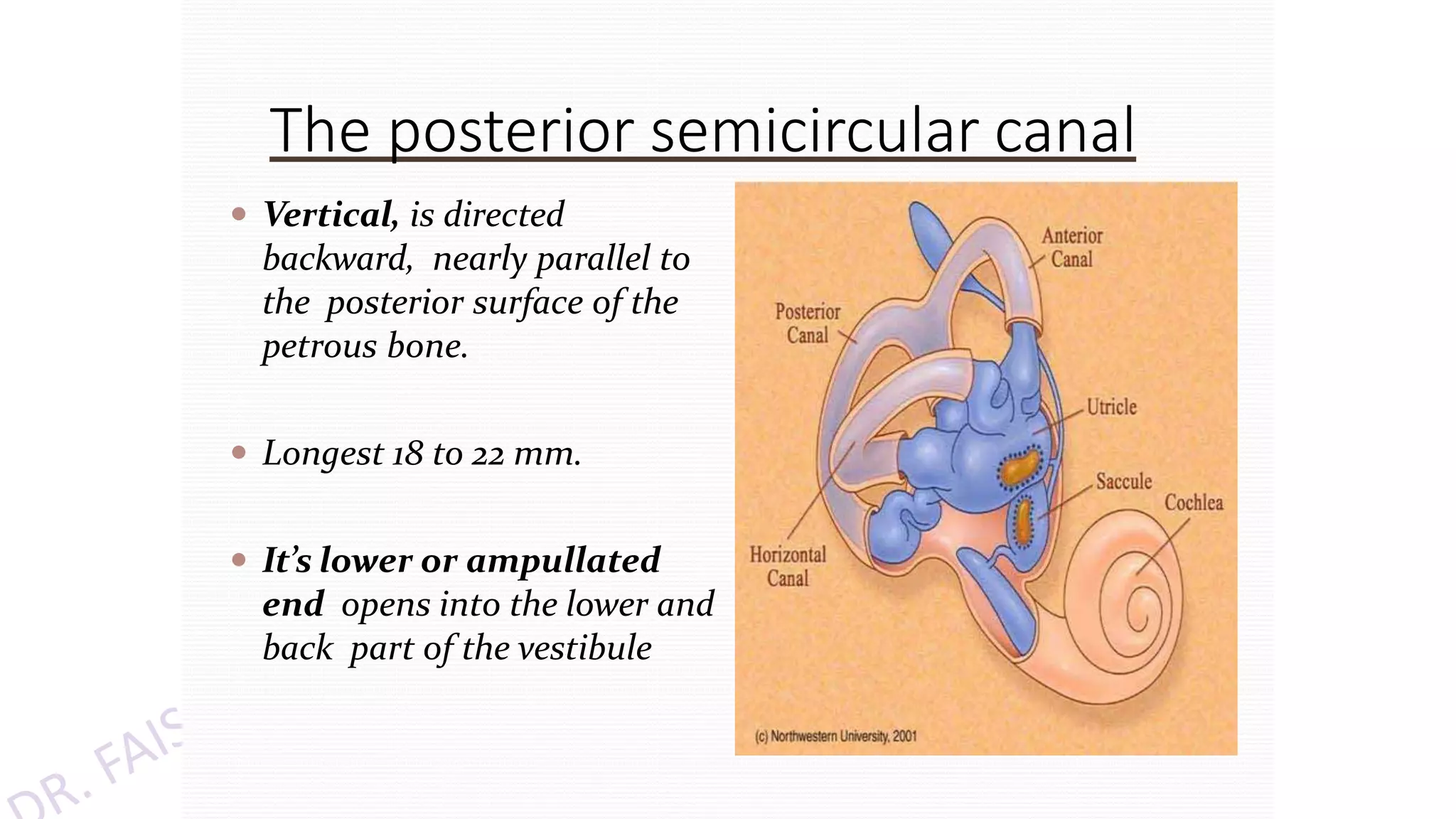 Anatomy of inner ear dr. faisal rahman | PPTX