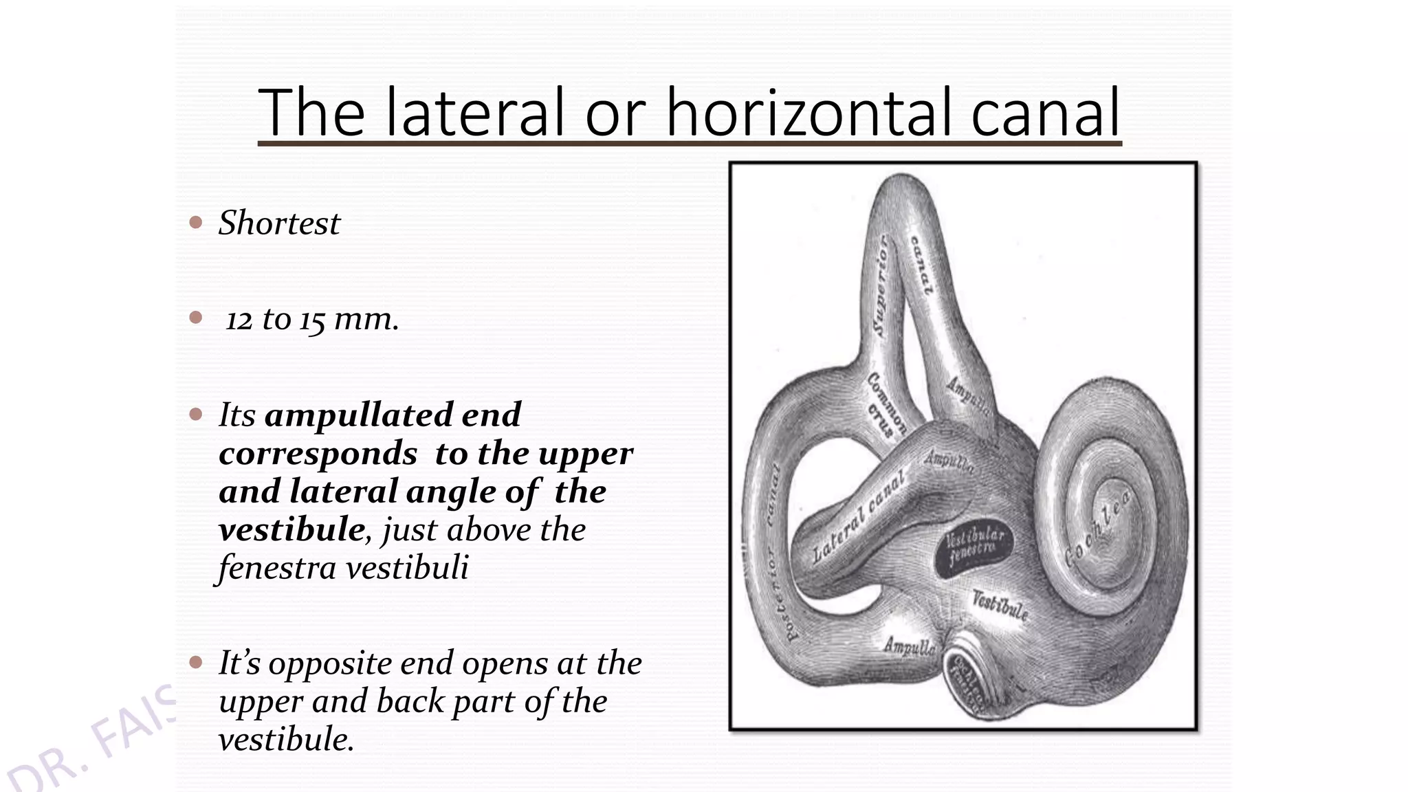 Anatomy of inner ear dr. faisal rahman | PPTX