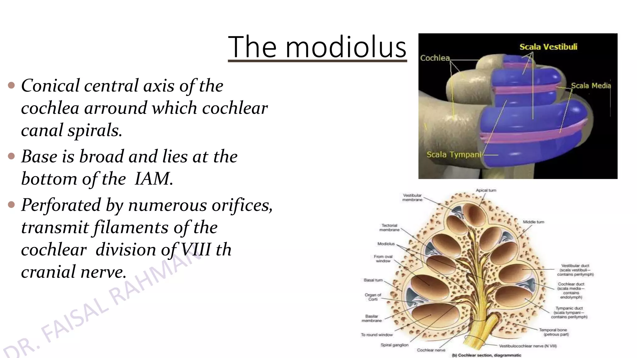 Anatomy of inner ear dr. faisal rahman | PPTX | Ear, Nose and Throat ...