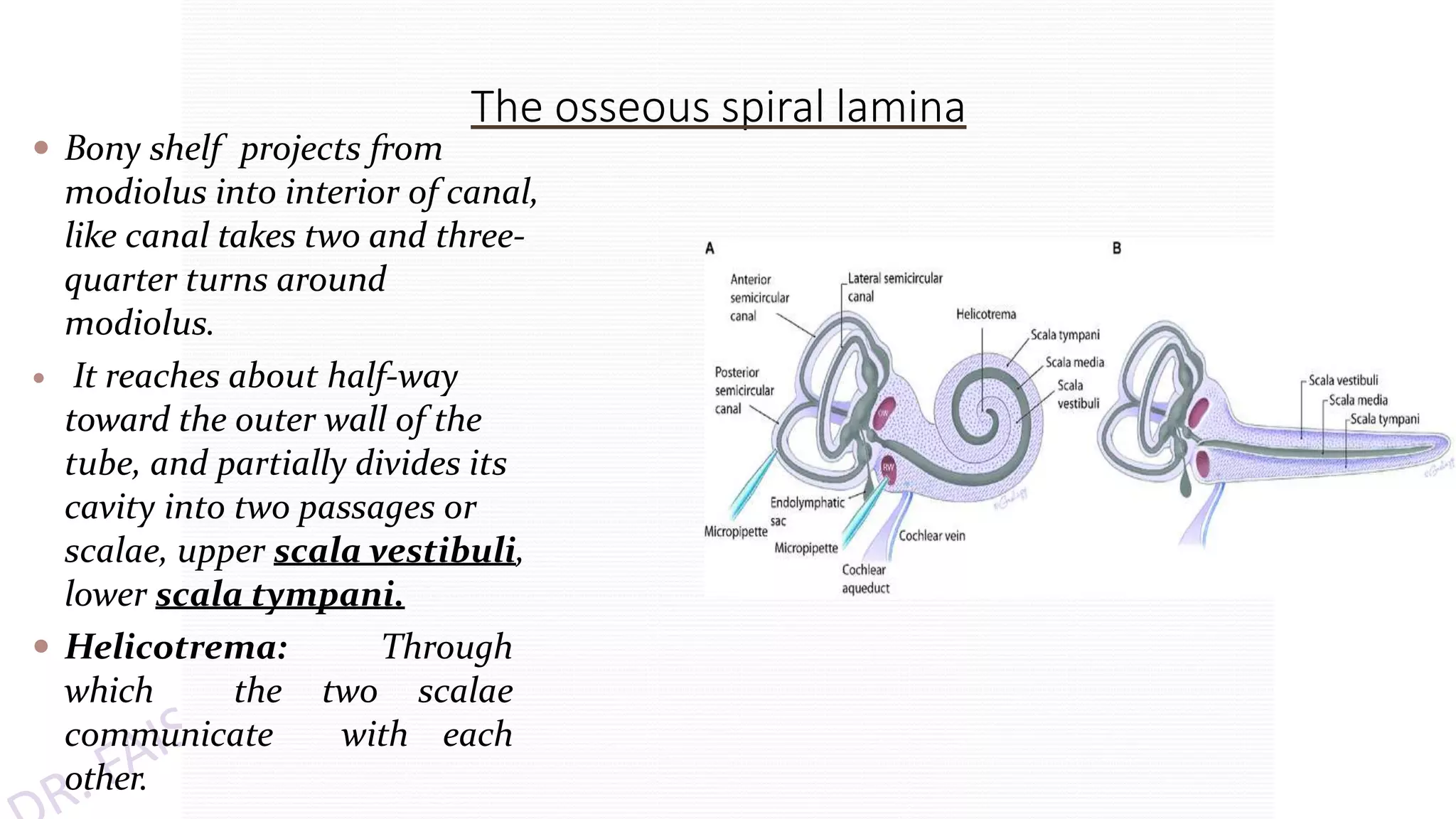 Anatomy of inner ear dr. faisal rahman | PPTX