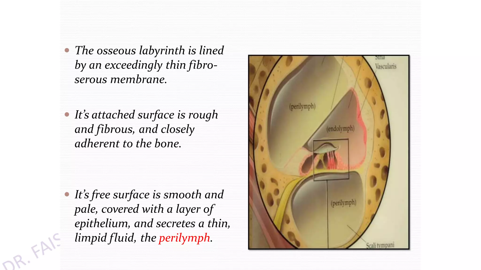 Anatomy of inner ear dr. faisal rahman | PPTX