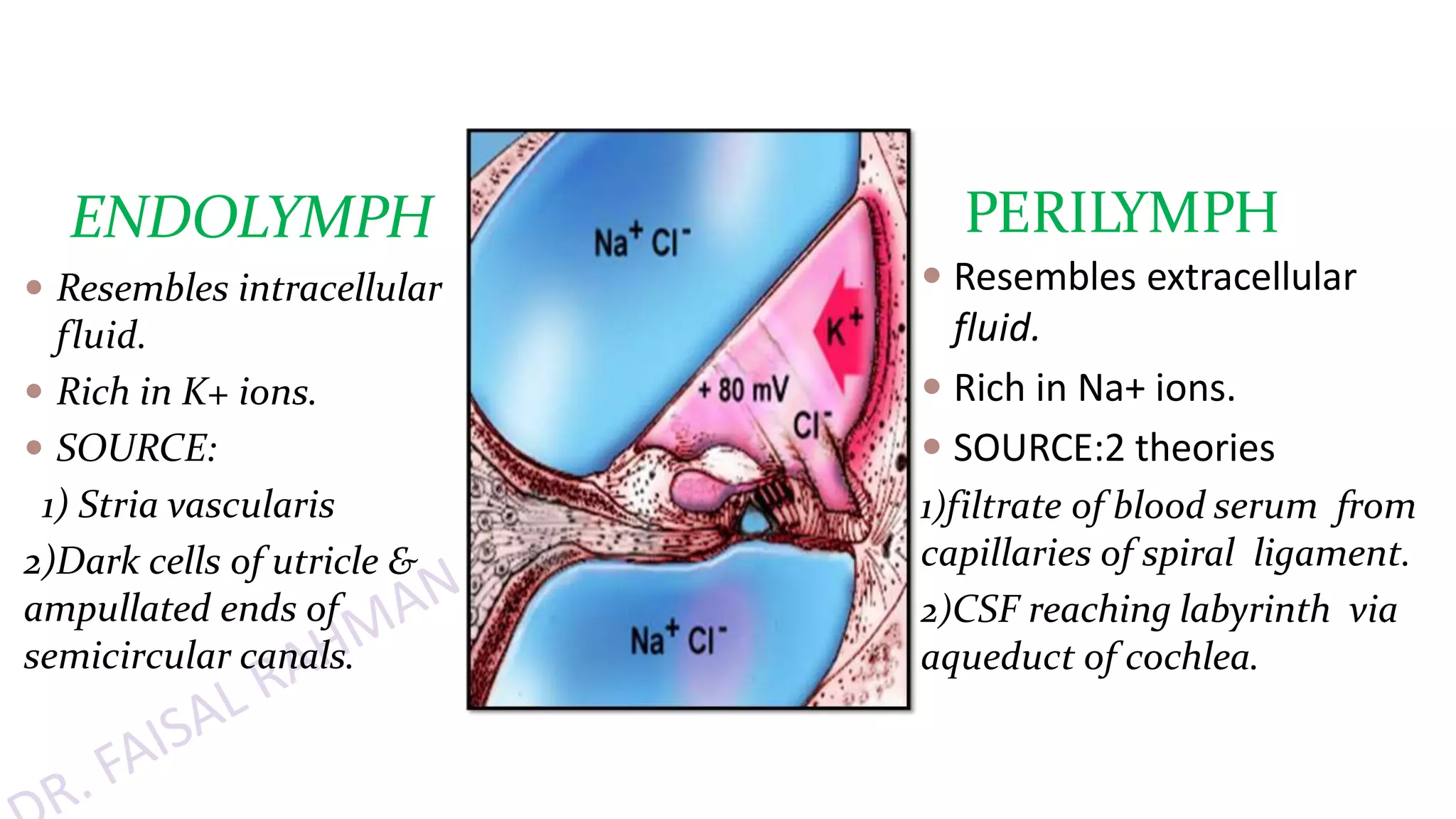 Anatomy of inner ear dr. faisal rahman | PPTX
