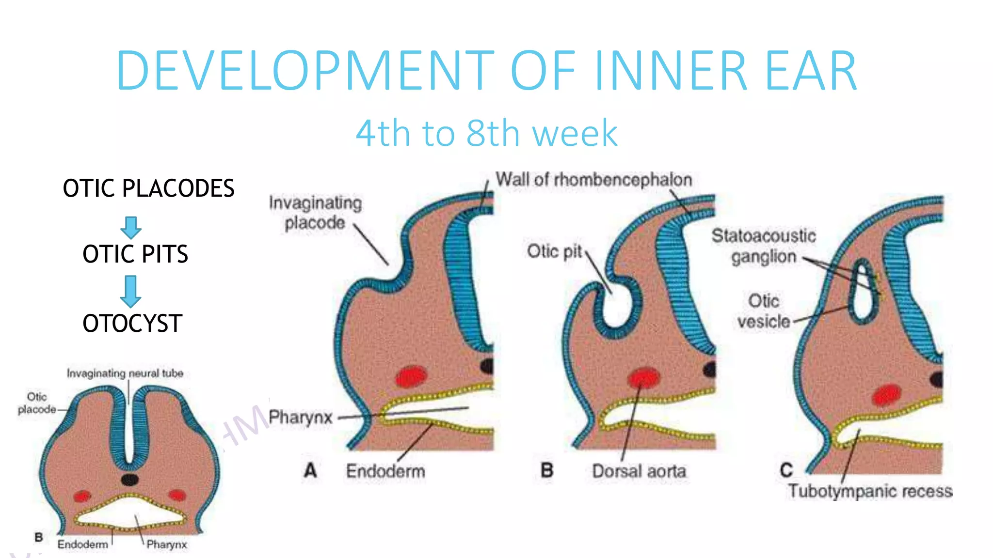 Anatomy of inner ear dr. faisal rahman | PPTX